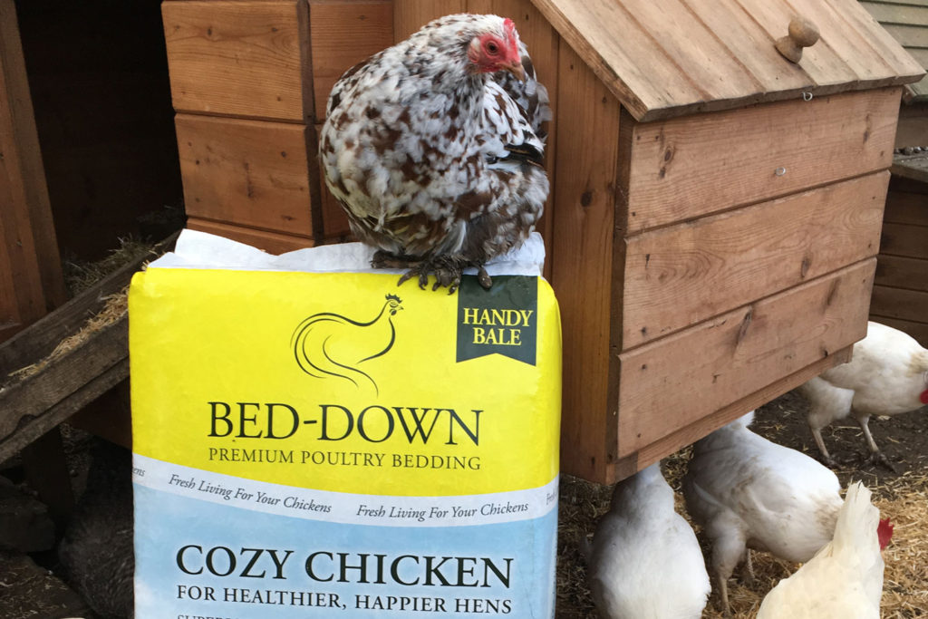 Cozy bedding straight from Suffolk | Poultry Bedding | Cozy Chicken